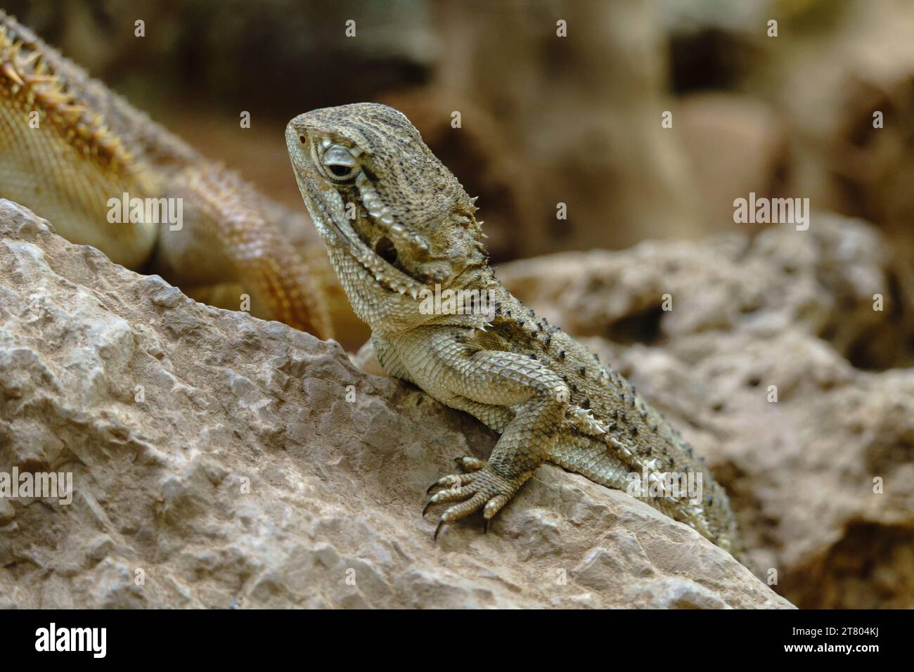 lizards and snakes in germany Stock Photo - Alamy