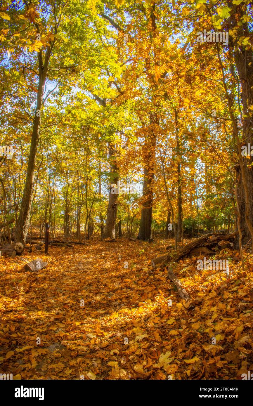 Fall in the forest Stock Photo - Alamy