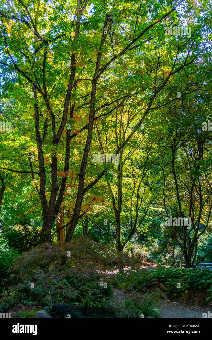 Bellevue arboretum hi-res stock photography and images - Alamy