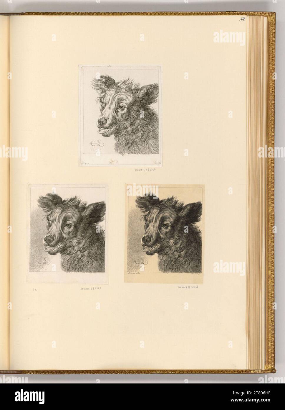Johann Adam von Bartsch (Engraver) Head of a wolf dog in three -quarter ...