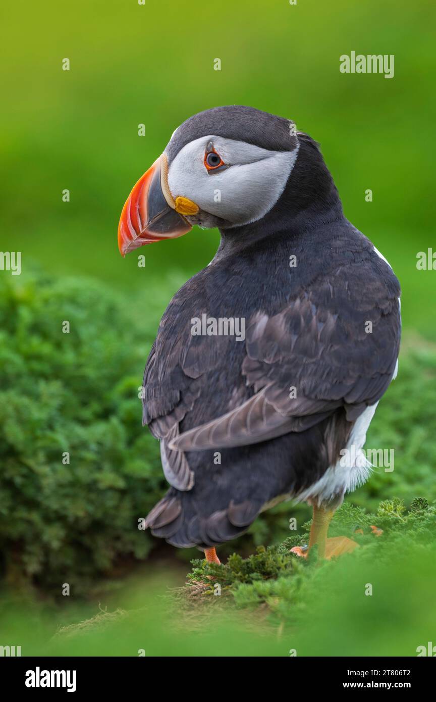 A puffin stood on the slopes above the cliff tops at The Wick on Skomer ...