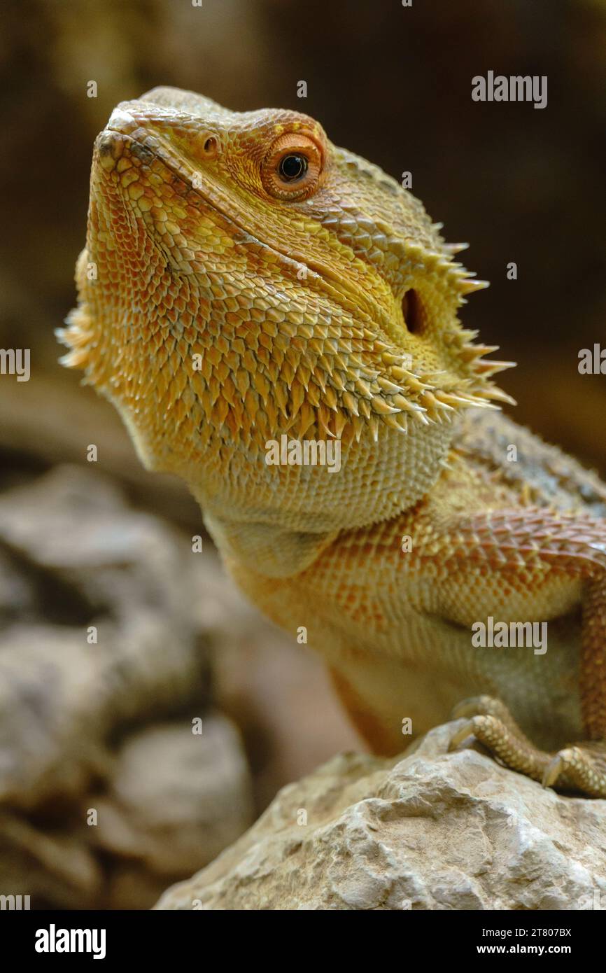 lizards and snakes in germany Stock Photo - Alamy