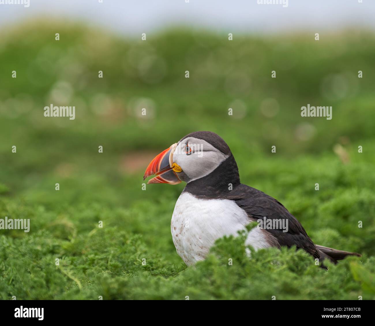 A puffin stood on the slopes above the cliff tops at The Wick on Skomer ...