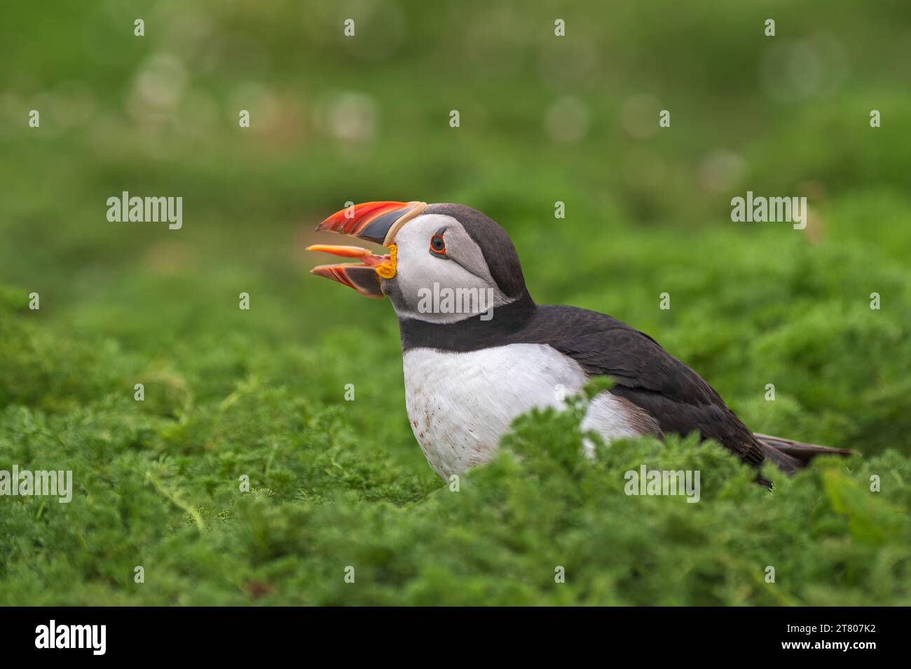 A puffin stood on the slopes above the cliff tops at The Wick on Skomer ...