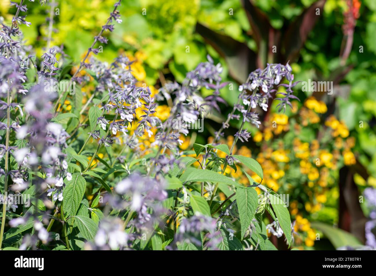 Close up of waverly sage salvia flowers in bloom Stock Photo - Alamy