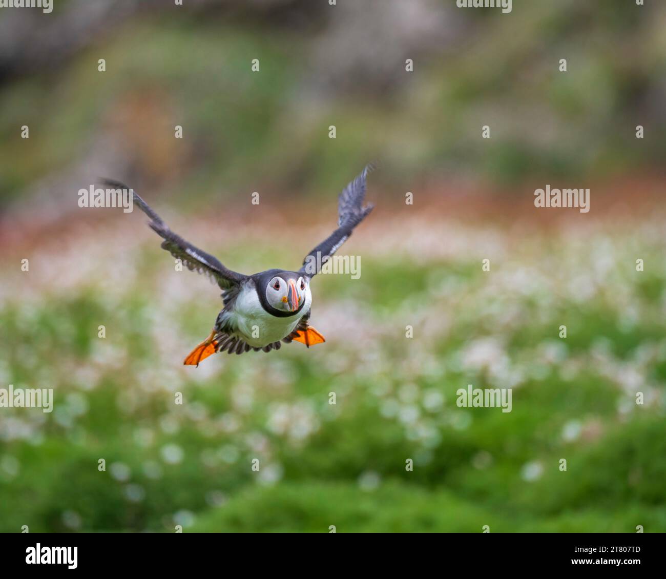 A puffin in flight, coming into land on the cliff tops of Skomer Island ...