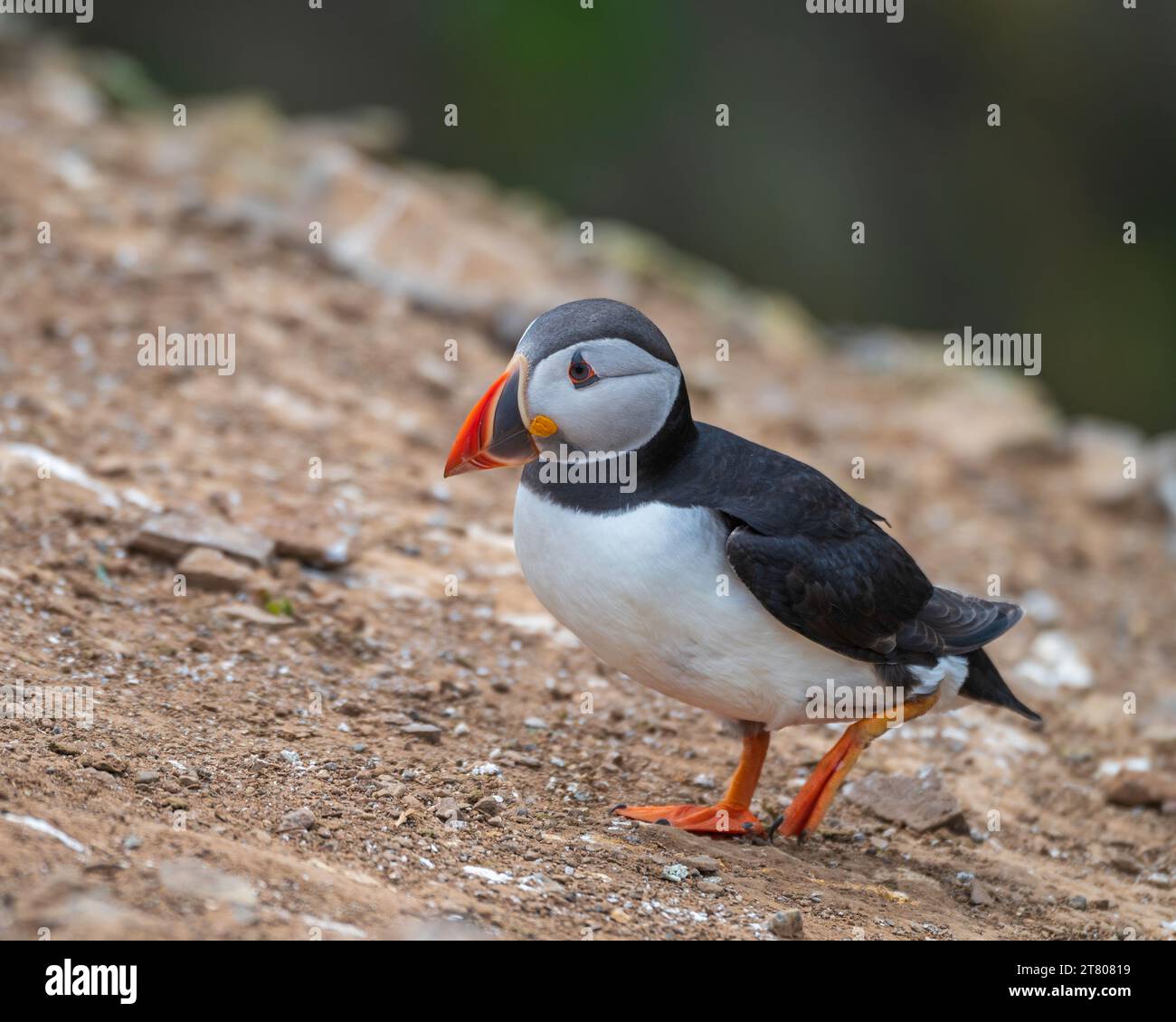 A puffin stood on the slopes above the cliff tops at The Wick on Skomer ...