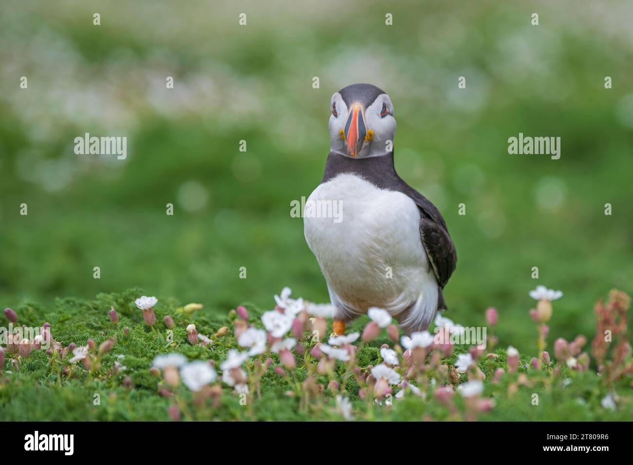 A puffin stood amongst the grasses and flowers on the slopes above the ...