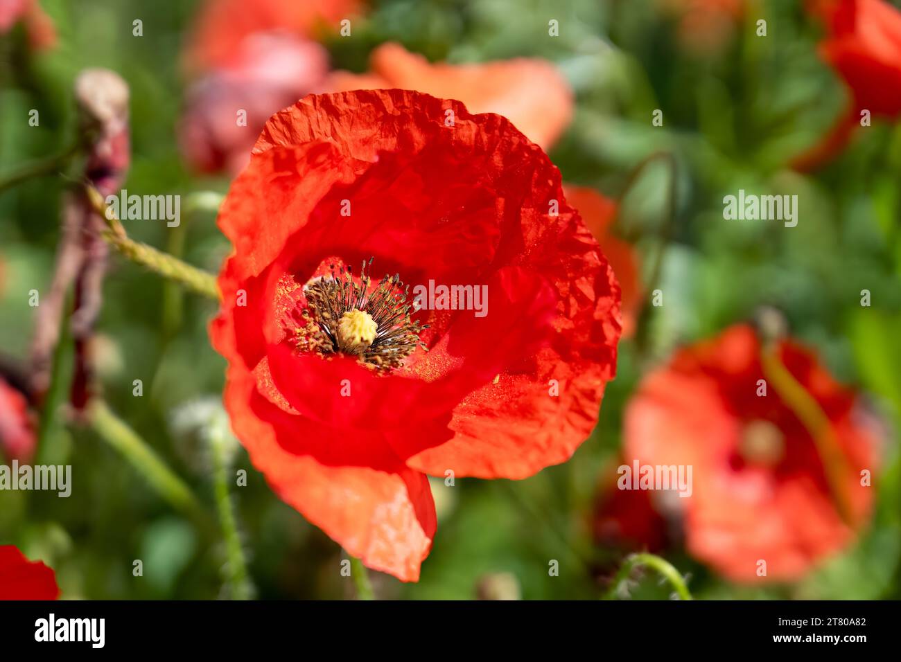 close-up of a red poppy (Papaver rhoeas) also known as cord rose ...