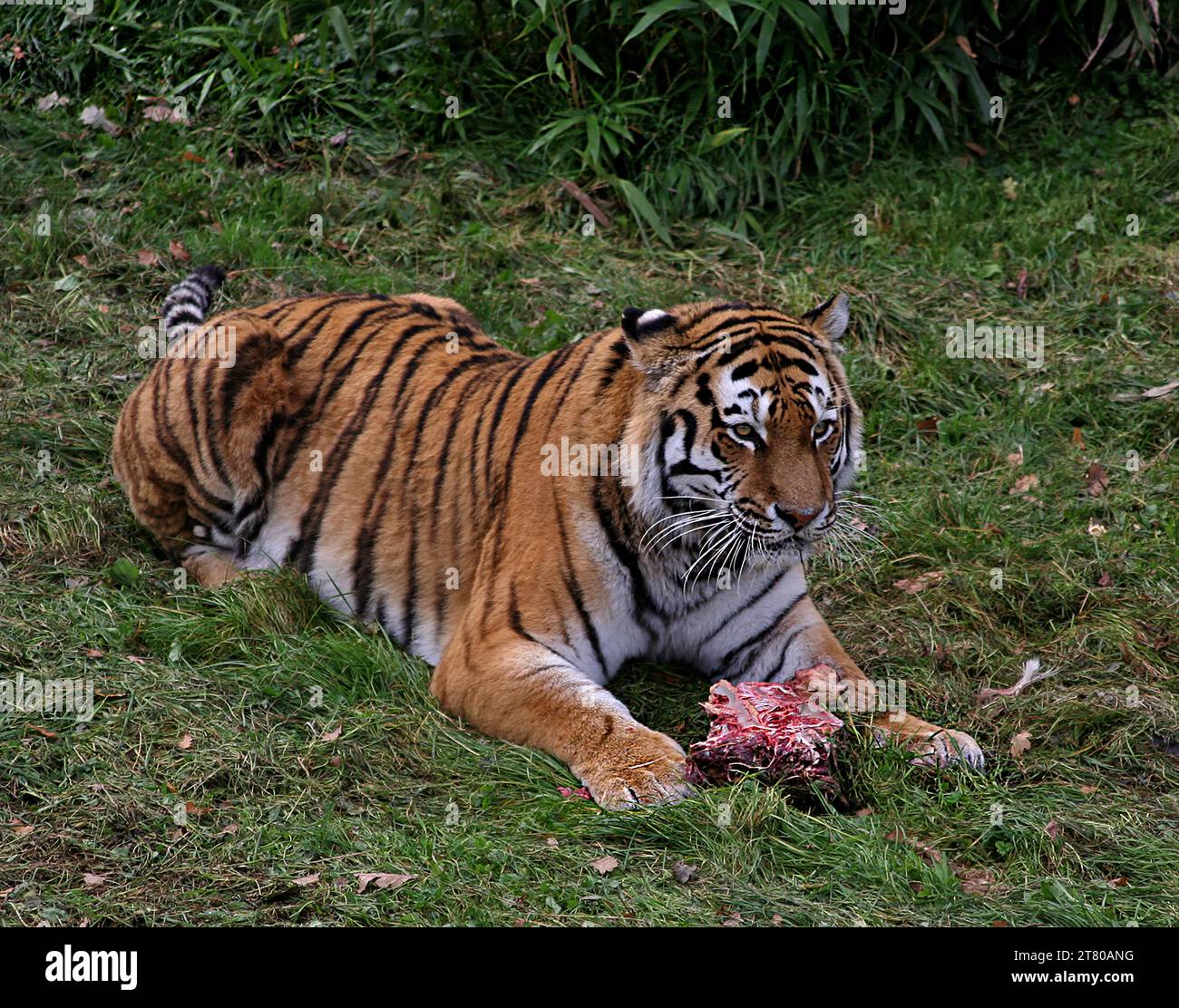 Tigers Eating At Yorkshire Wildlife Park 7th October 2018 Stock Photo ...