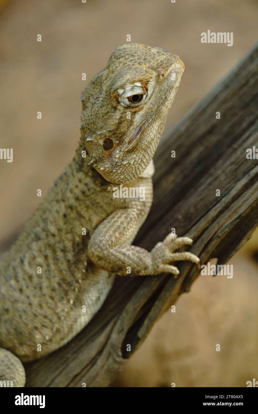 lizards and snakes in germany Stock Photo - Alamy