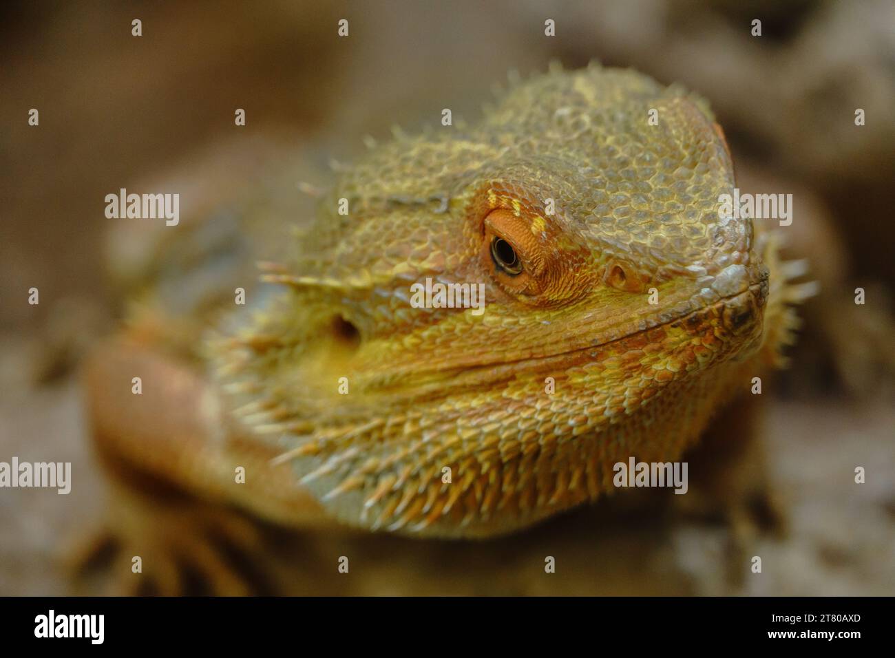 lizards and snakes in germany Stock Photo - Alamy