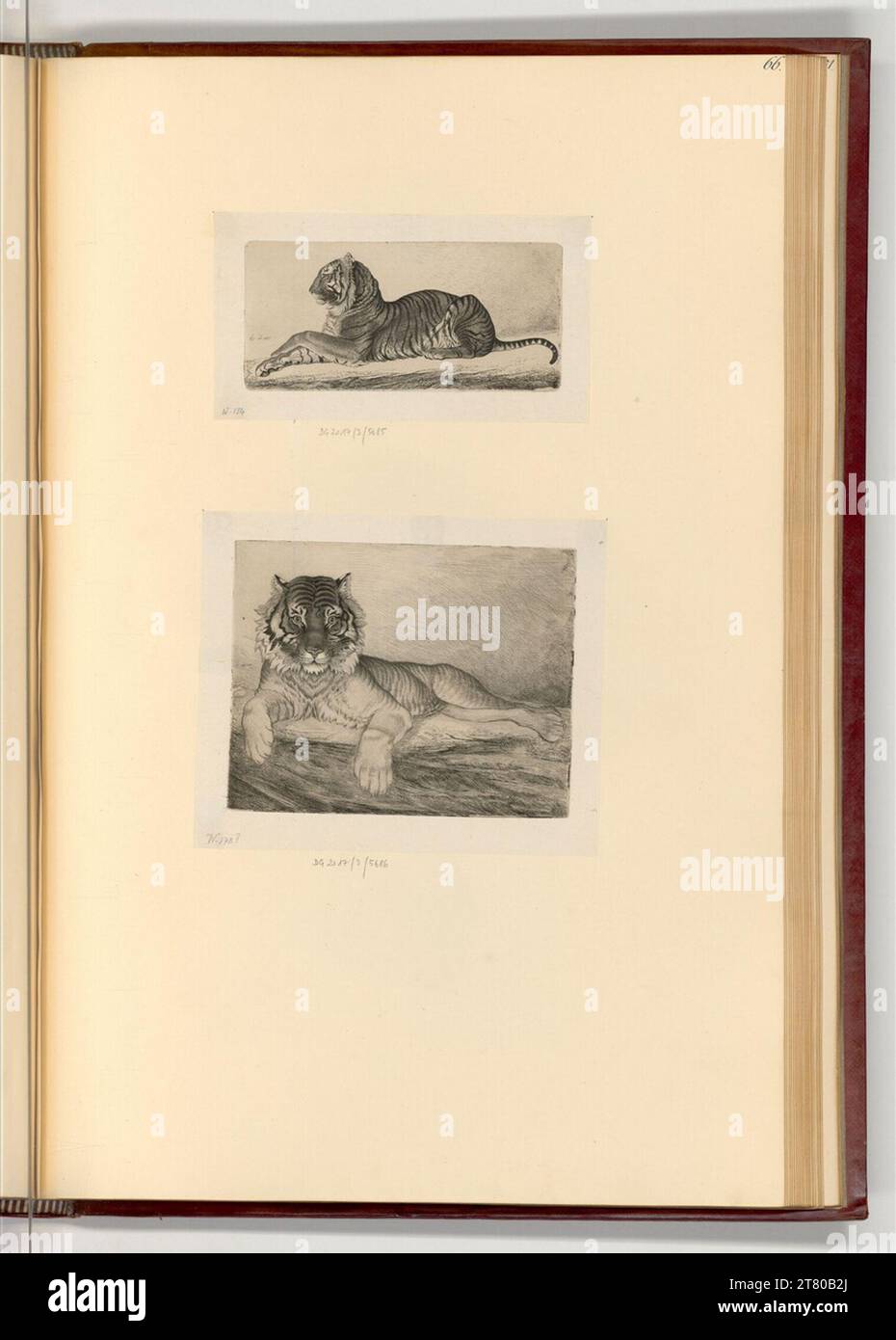 Ludwig Emil Grimm (Ausführende r Künstler in) Tiger. etching 1810-1863 ...