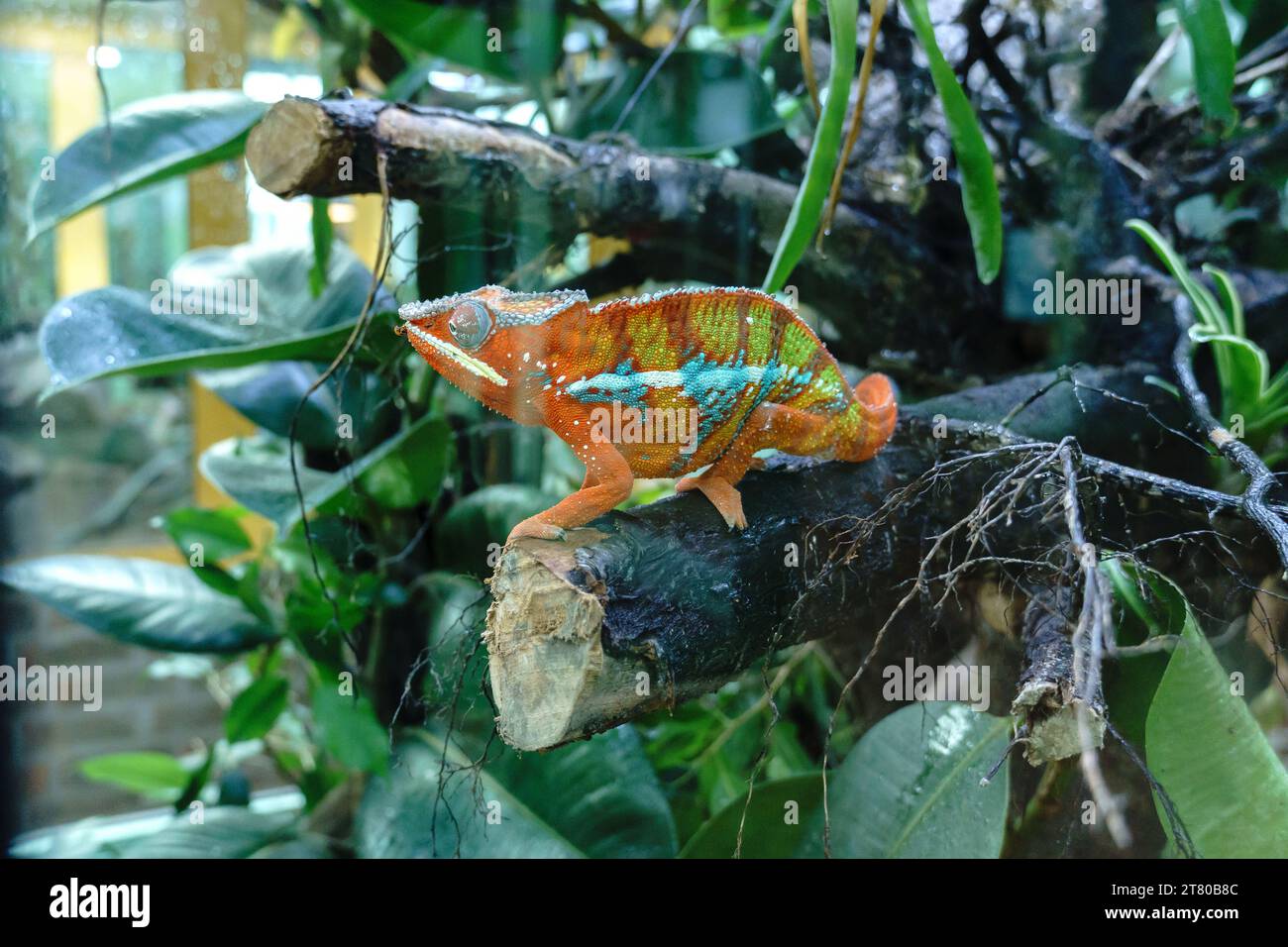 lizards and snakes in germany Stock Photo - Alamy