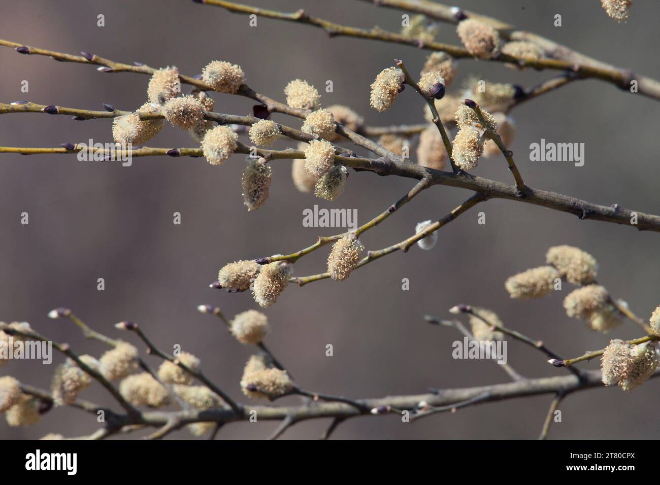 WILLOW SALIX BUDS Stock Photo - Alamy