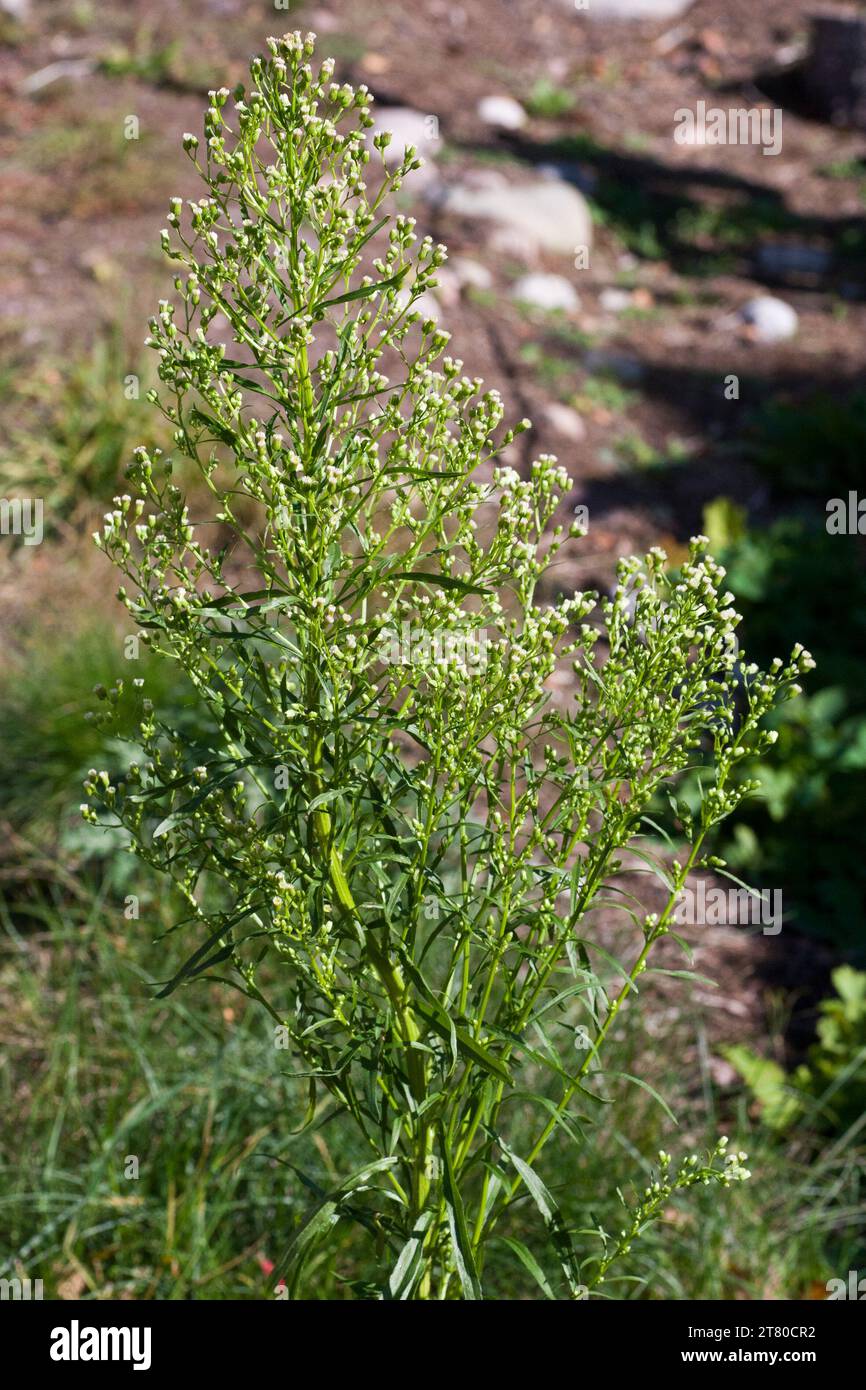 ERIGERON CANADENSIS horseweed Stock Photo - Alamy