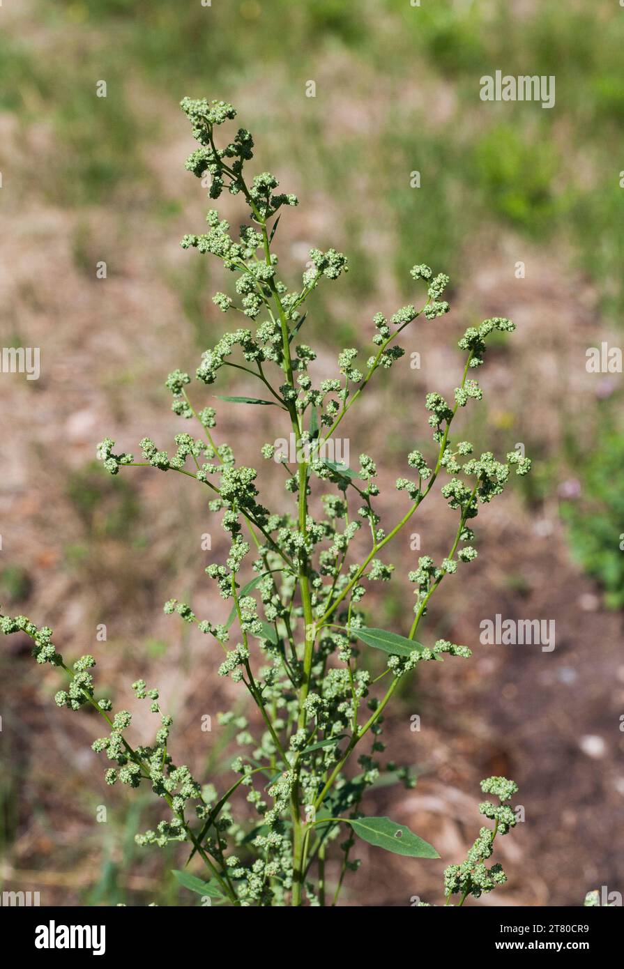 CHENOPODIUM ALBUM wild spinnach goosefoot a weed but in India and Nepal ...