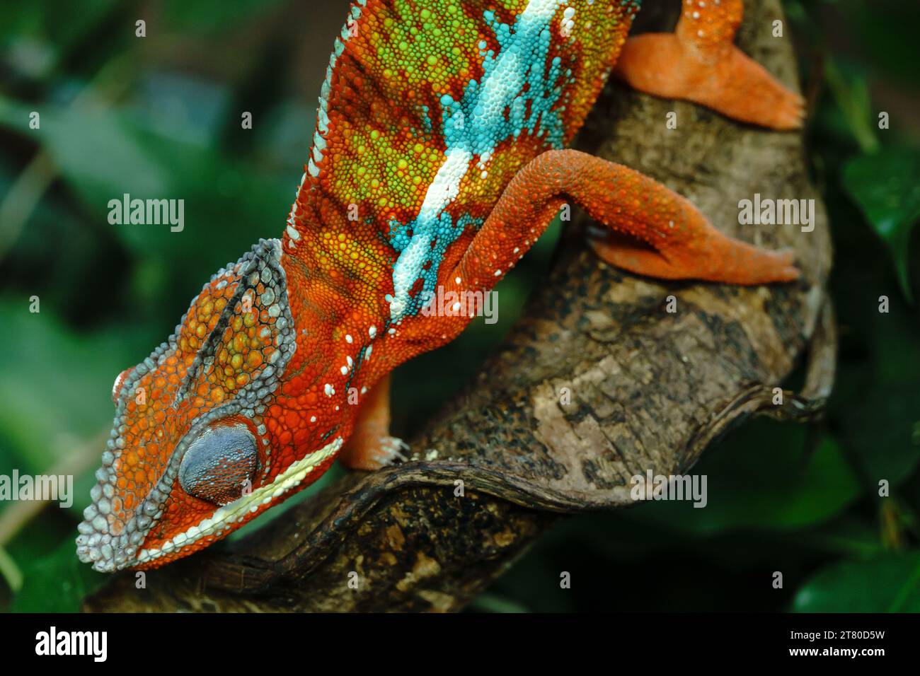 lizards and snakes in germany Stock Photo - Alamy