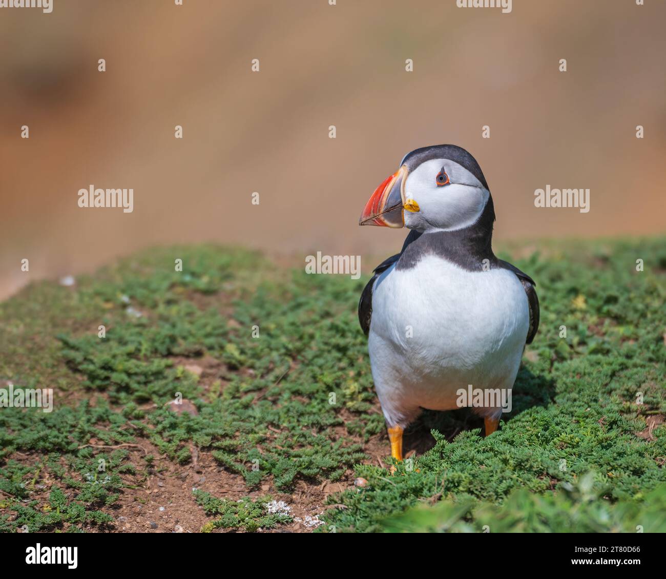 A puffin making its way along the cliff top at The Wick on Skomer ...