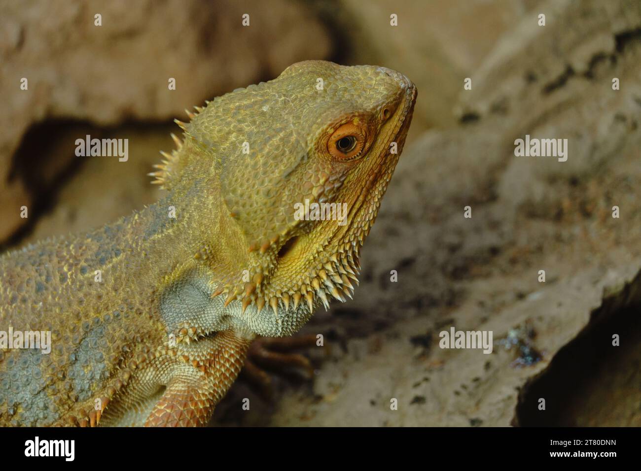 lizards and snakes in germany Stock Photo - Alamy