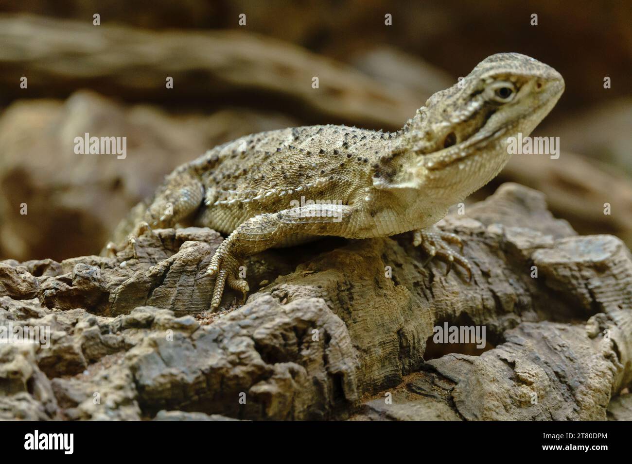 lizards and snakes in germany Stock Photo - Alamy