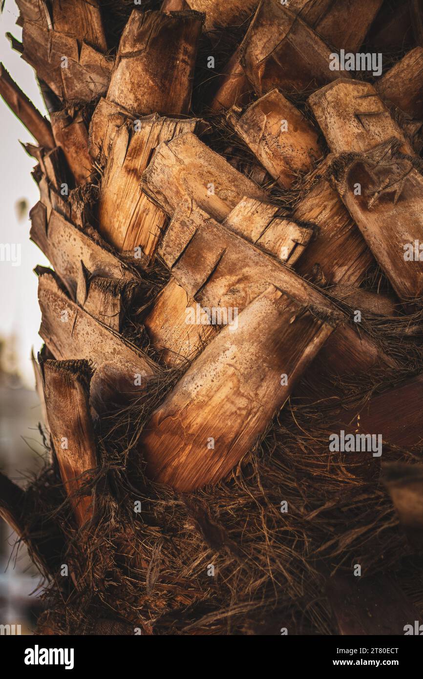 Palm tree, trunk, detail with sharp contrast, Mexico, Orizaba, 2022 ...