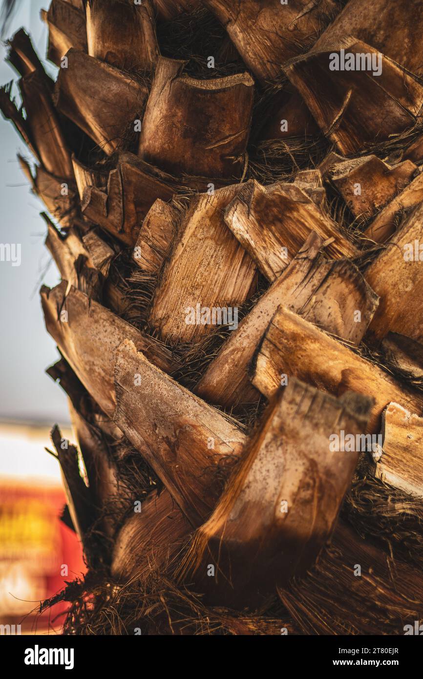 Palm tree, trunk, detail with sharp contrast, Mexico, Orizaba, 2022 ...