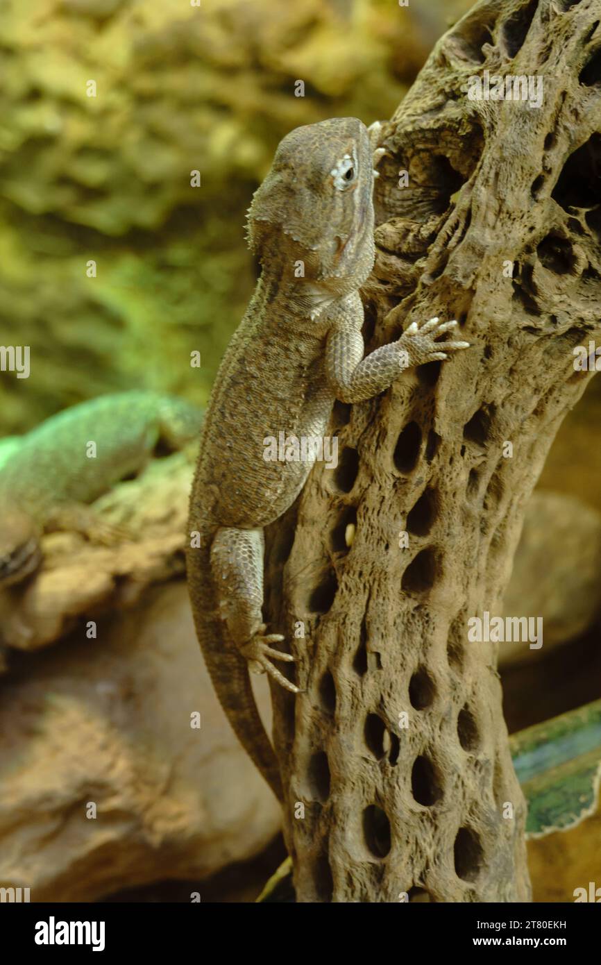 lizards and snakes in germany Stock Photo - Alamy