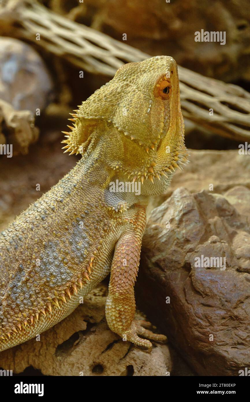 lizards and snakes in germany Stock Photo - Alamy