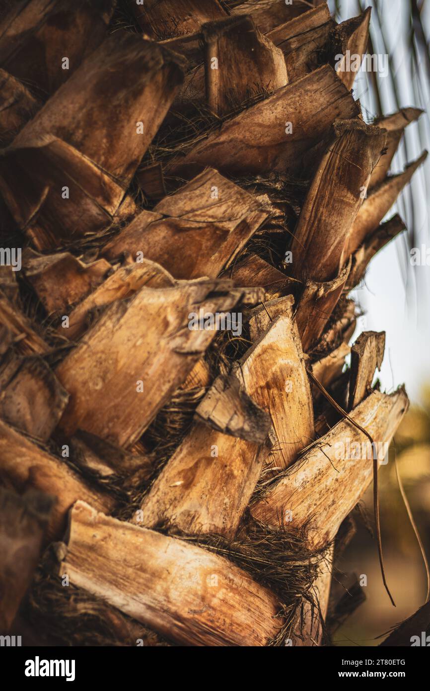 Palm tree, trunk, detail with sharp contrast, Mexico, Orizaba, 2022 ...