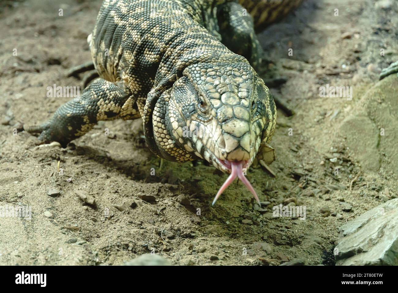 lizards and snakes in germany Stock Photo - Alamy
