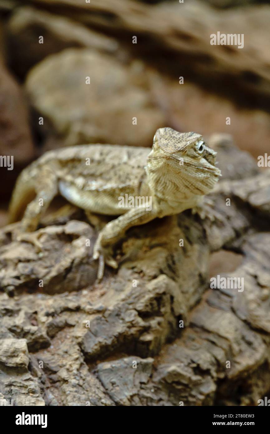 lizards and snakes in germany Stock Photo - Alamy