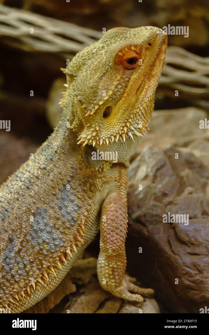 lizards and snakes in germany Stock Photo - Alamy