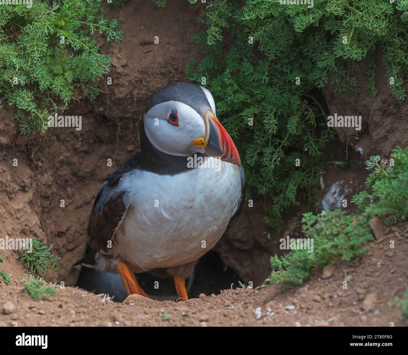 A puffin leaving the entrance to it’s burrow at the Wick on Skomer ...