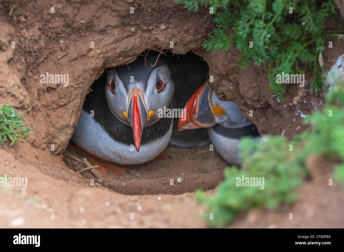 A puffin sat inside the entrance to it’s burrow at the Wick on Skomer ...