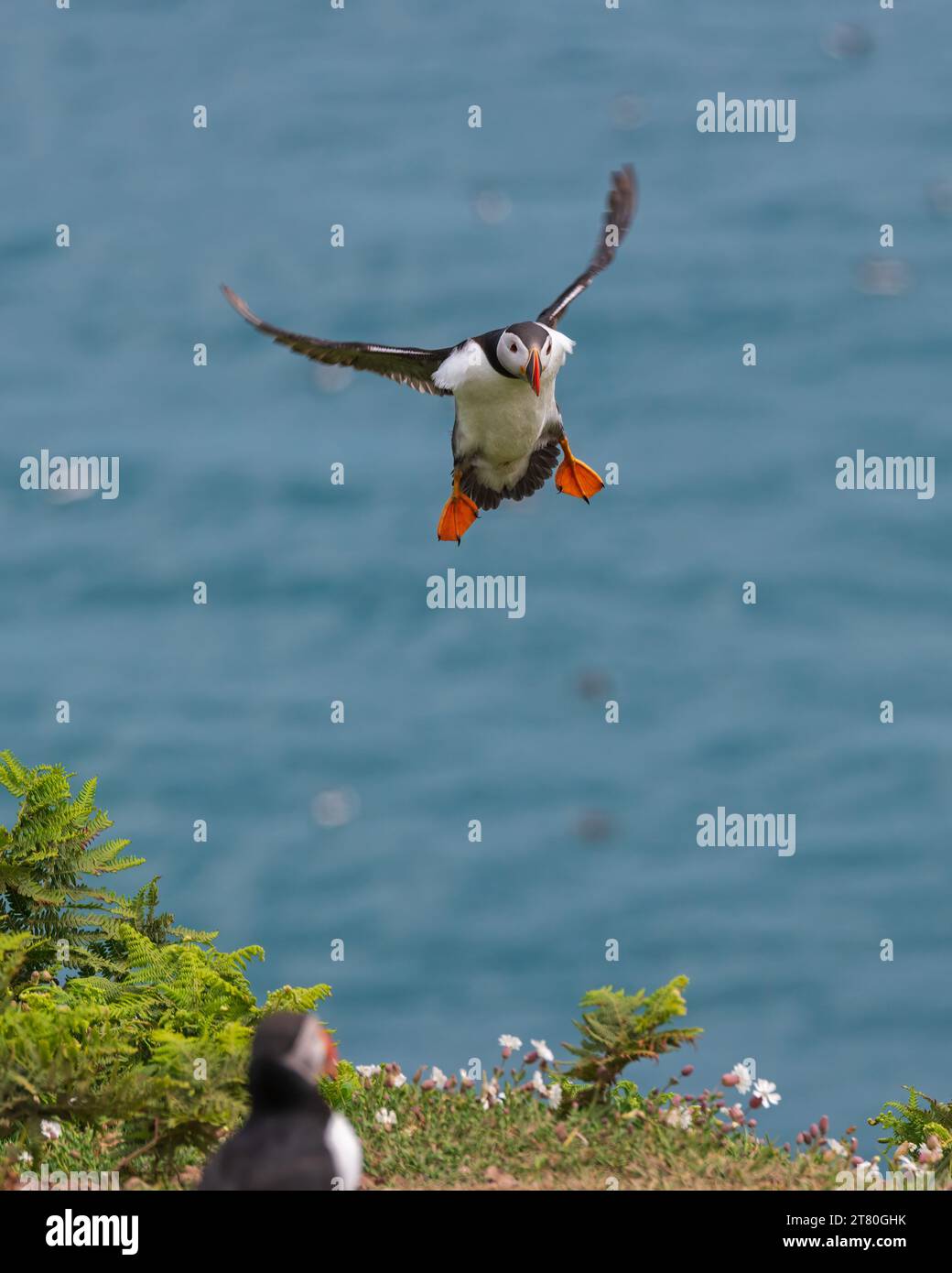 A puffin in flight, coming into land on the cliff tops of Skomer Island ...