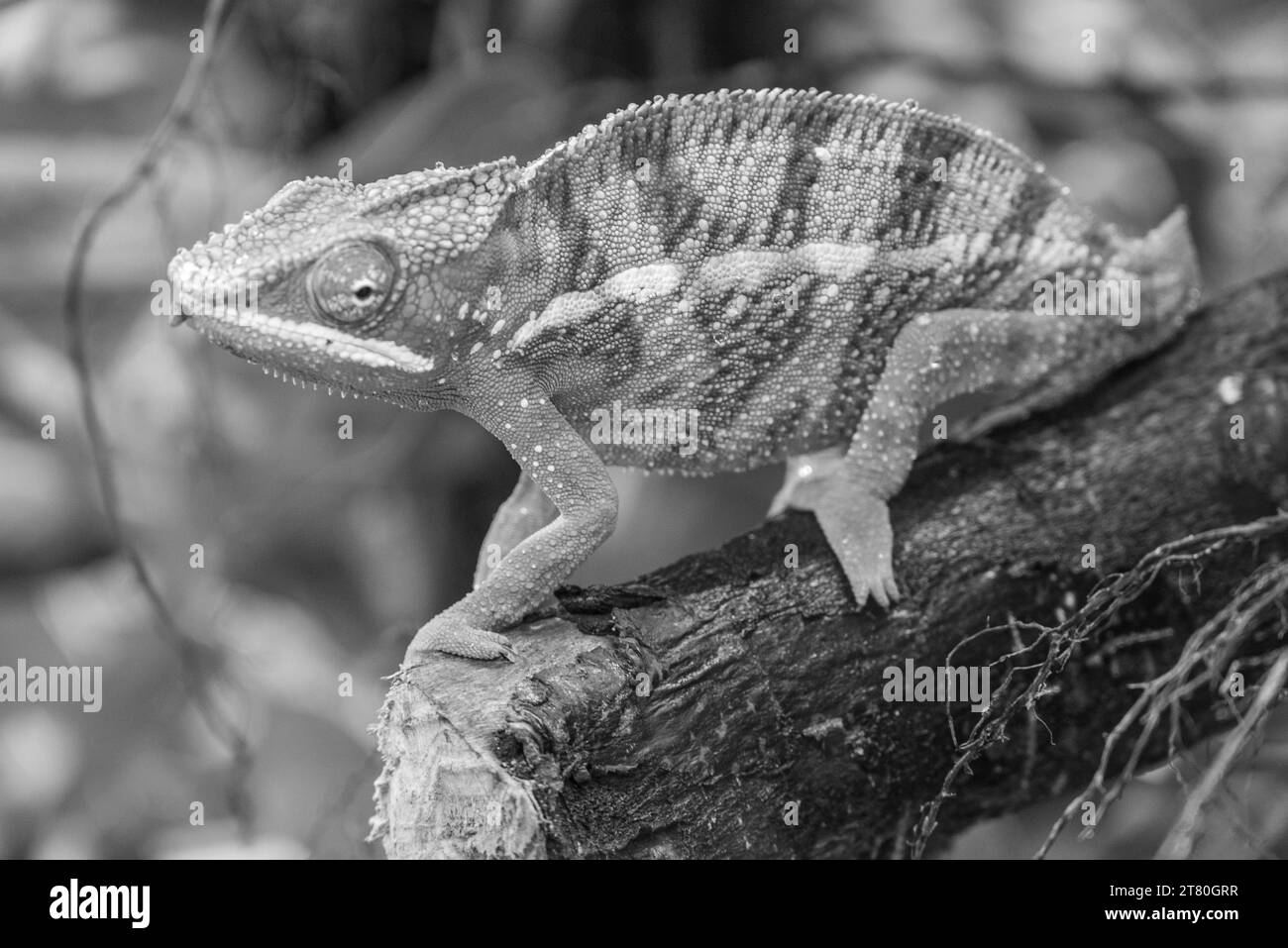 lizards and snakes in germany Stock Photo - Alamy