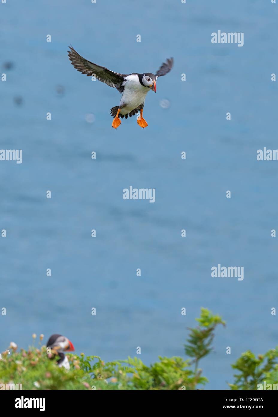 A puffin in flight, coming into land on the cliff tops of Skomer Island ...
