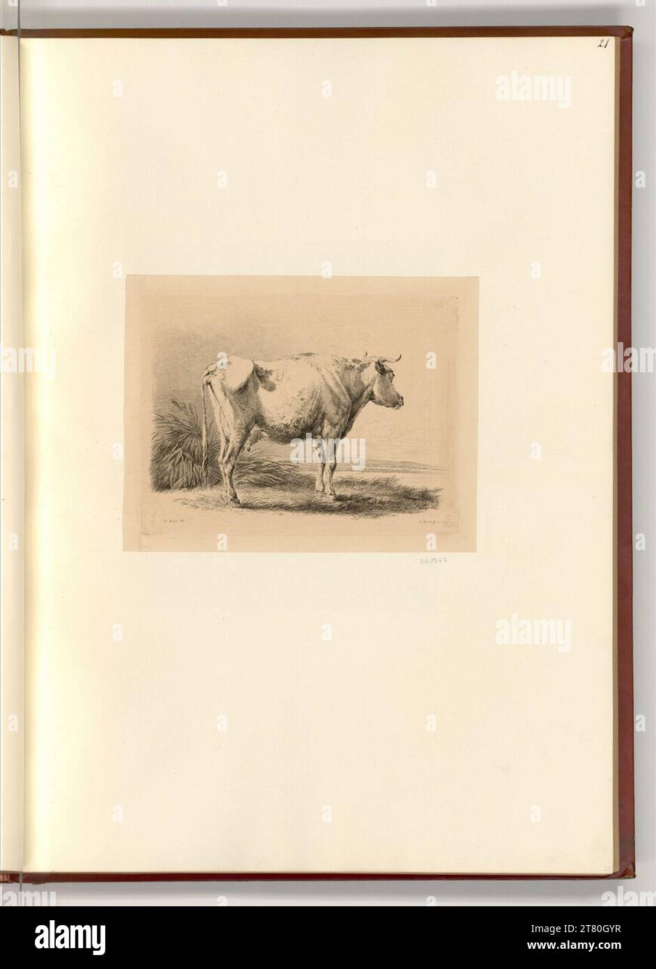 Johann Heinrich Roos Kuh. etching 1772-1821 , 1772/1821 Stock Photo - Alamy Johann Heinrich Roos Kuh. etching 1772-1821 , 1772/1821 Stock Photo - Alamy