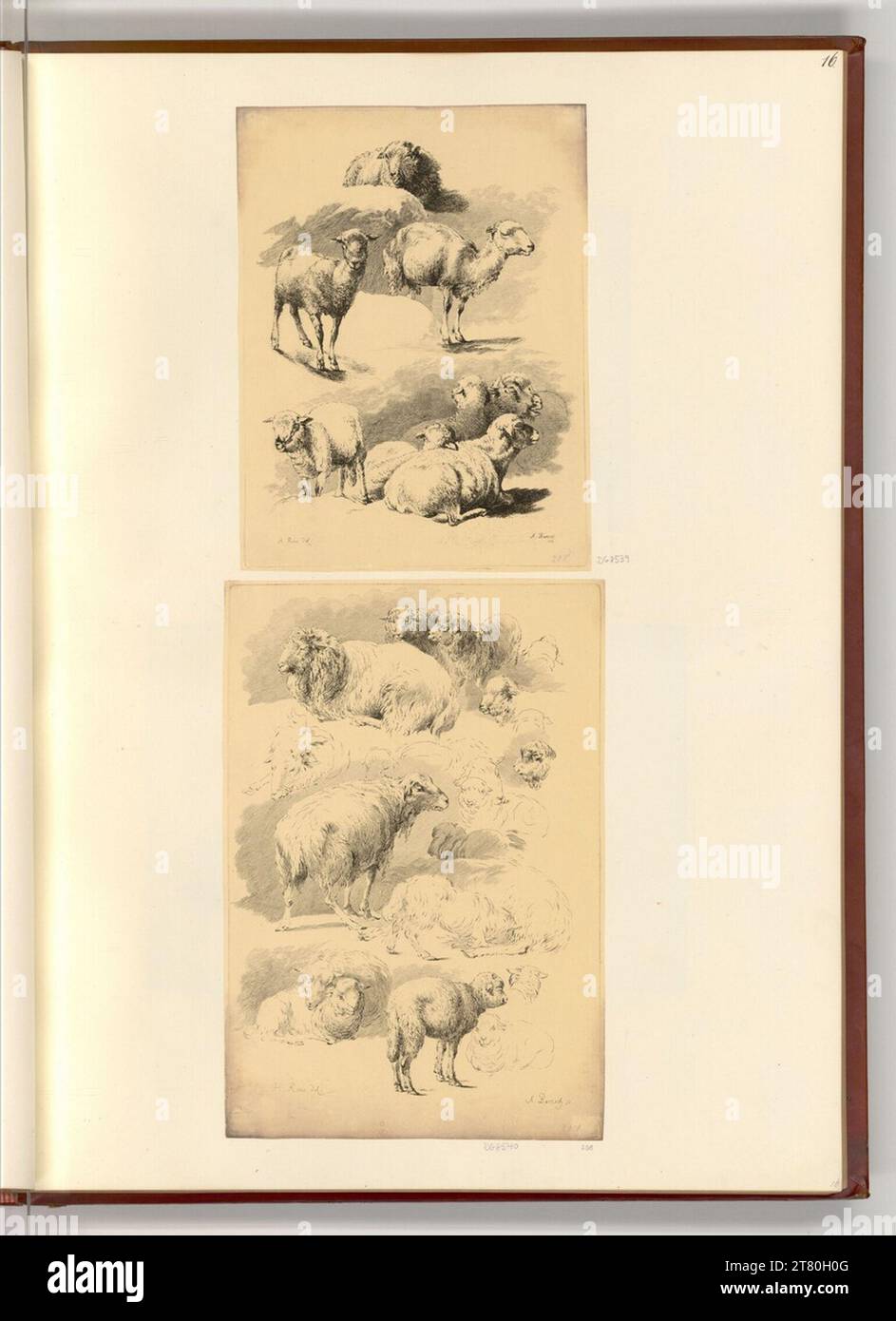 Johann Heinrich Roos Sheep. etching 1799 , 1799 Stock Photo - Alamy Johann Heinrich Roos Sheep. etching 1799 , 1799 Stock Photo - Alamy