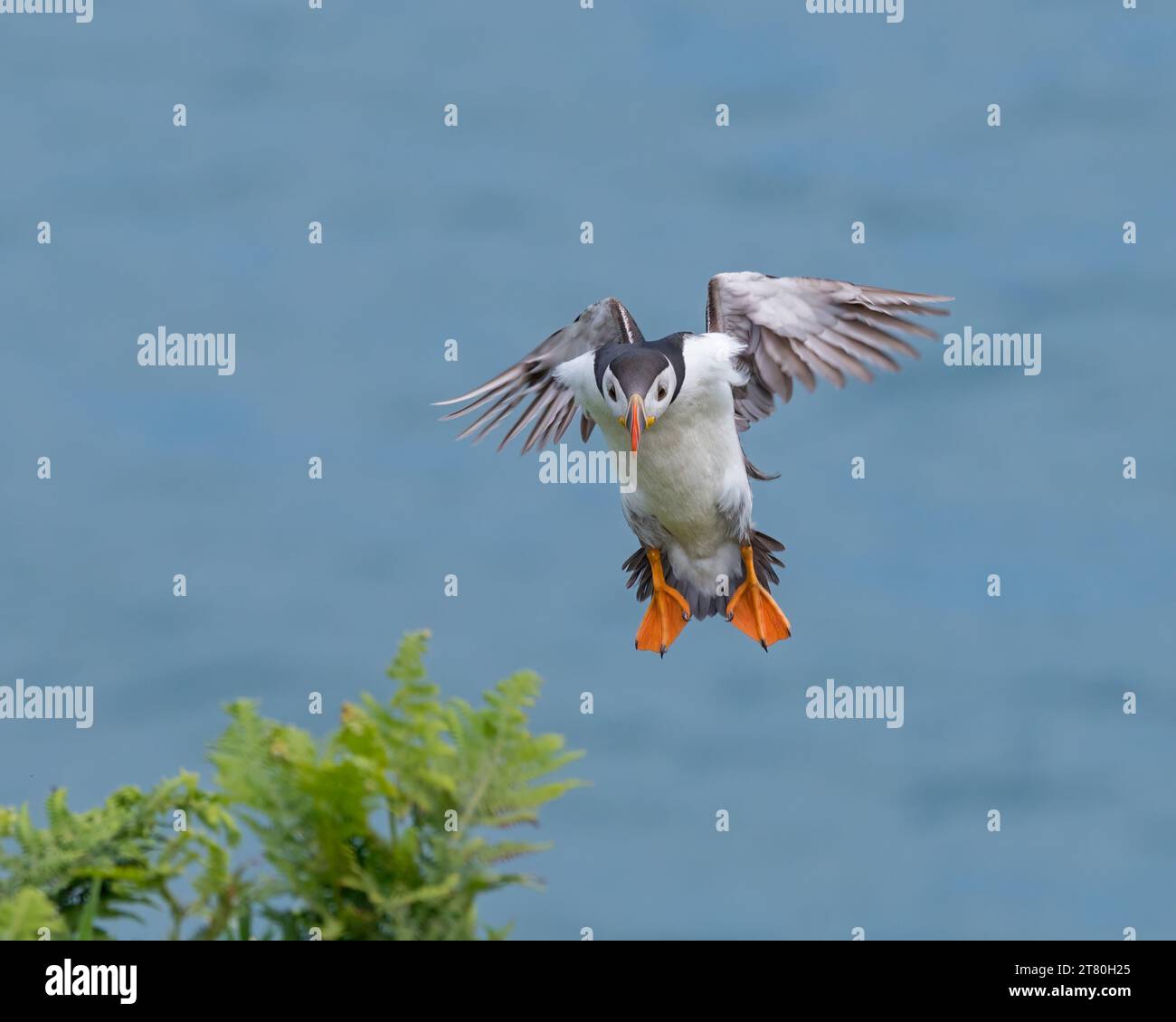 A puffin in flight, coming into land on the cliff tops of Skomer Island ...