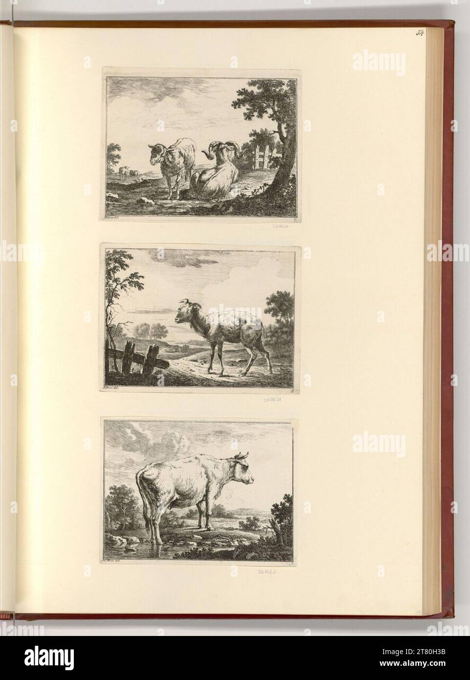 Johann Heinrich Roos Farm animals. etching 18.-Mitte 19. Century Stock ...