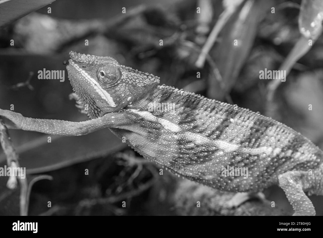 lizards and snakes in germany Stock Photo - Alamy
