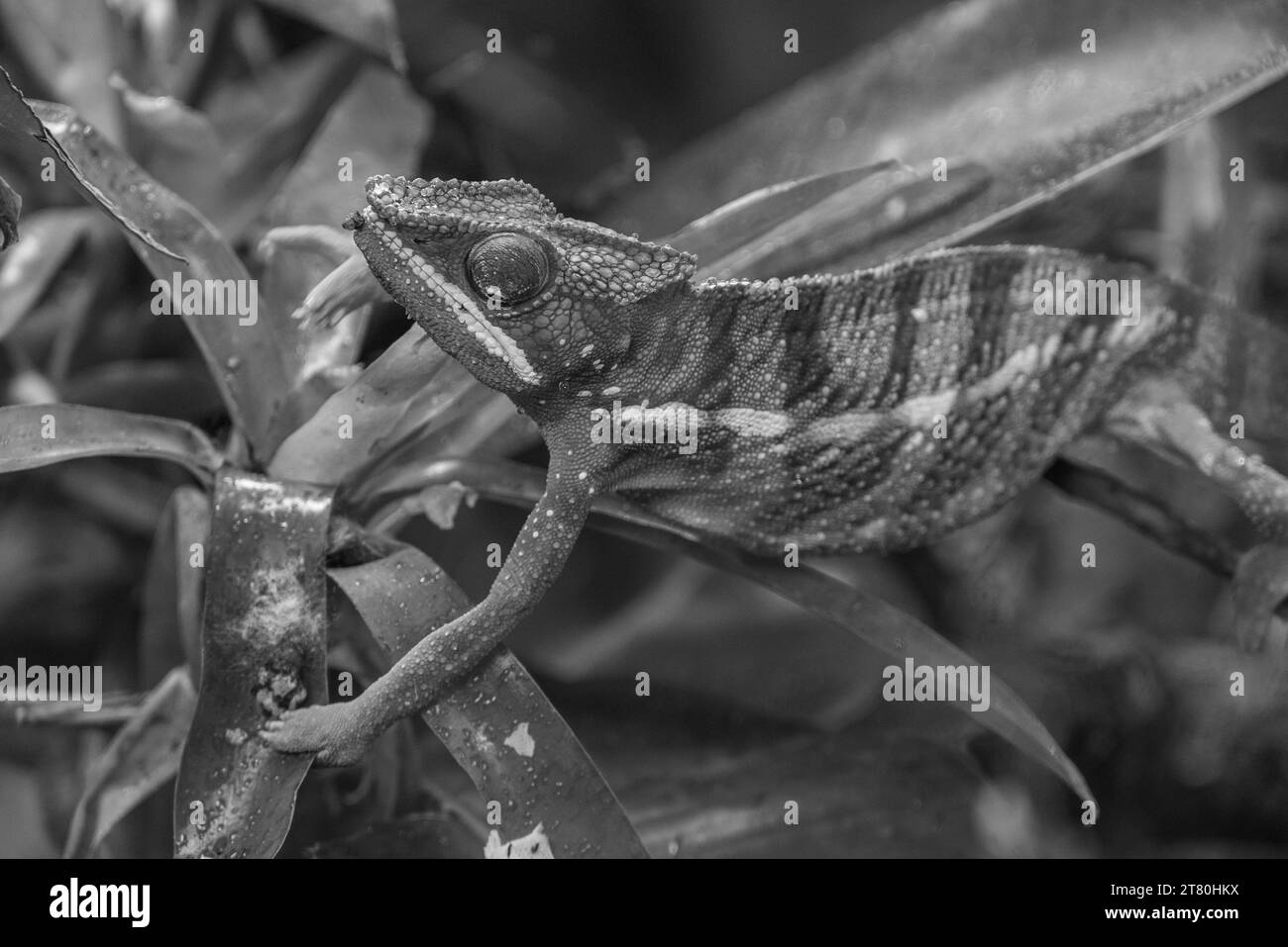 Snakes in nature Black and White Stock Photos & Images - Alamy