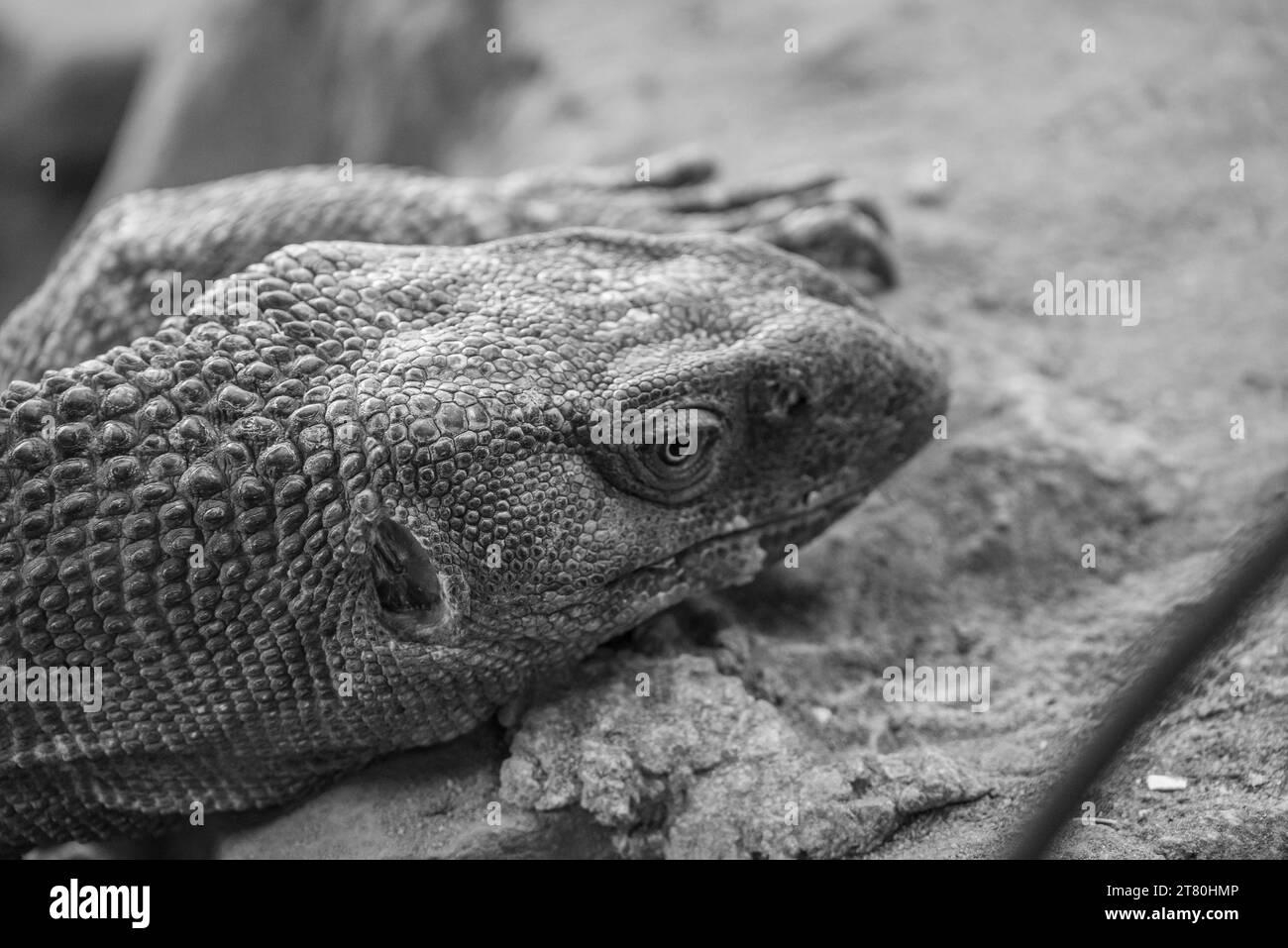 lizards and snakes in germany Stock Photo - Alamy