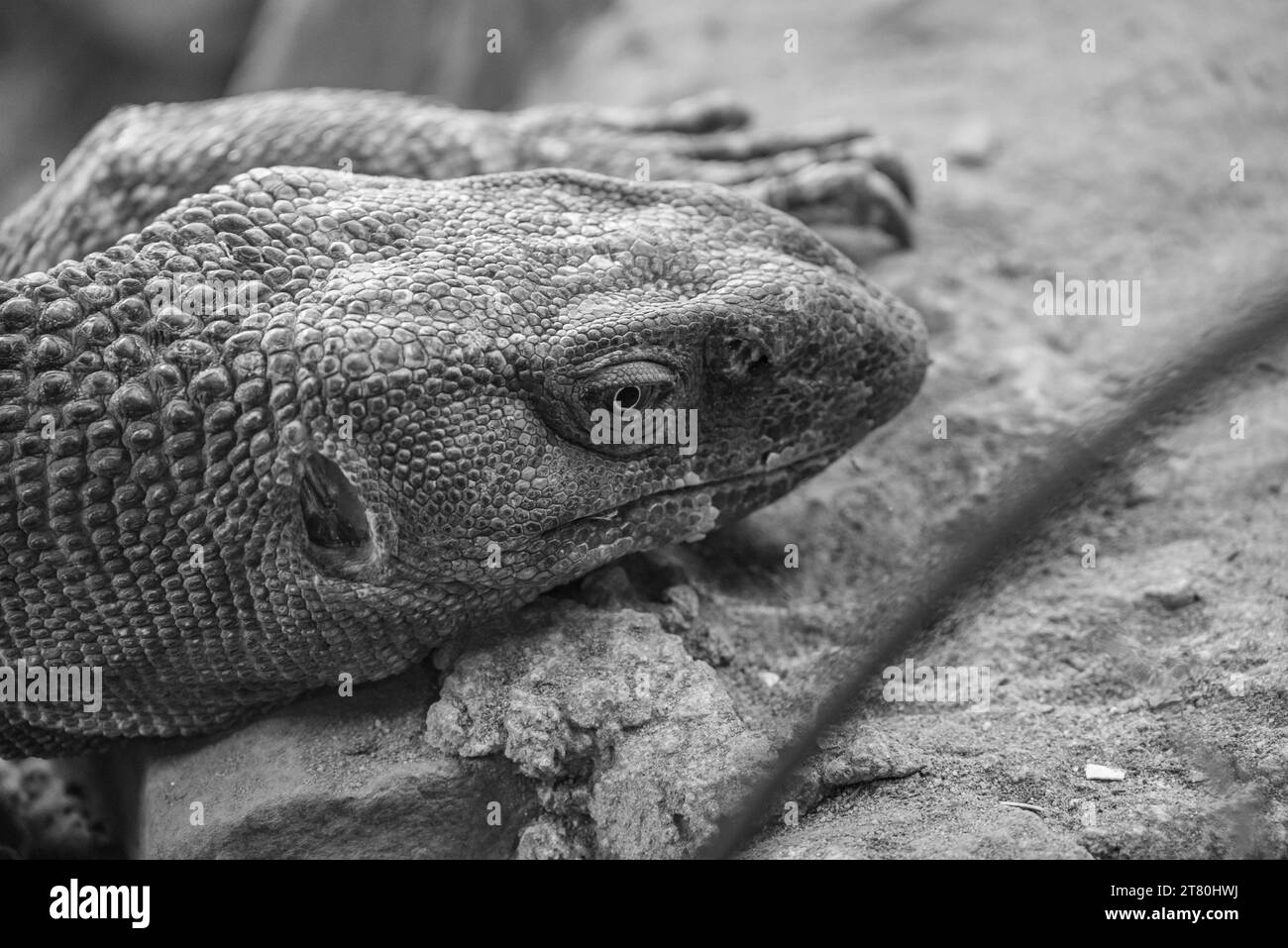 lizards and snakes in germany Stock Photo - Alamy