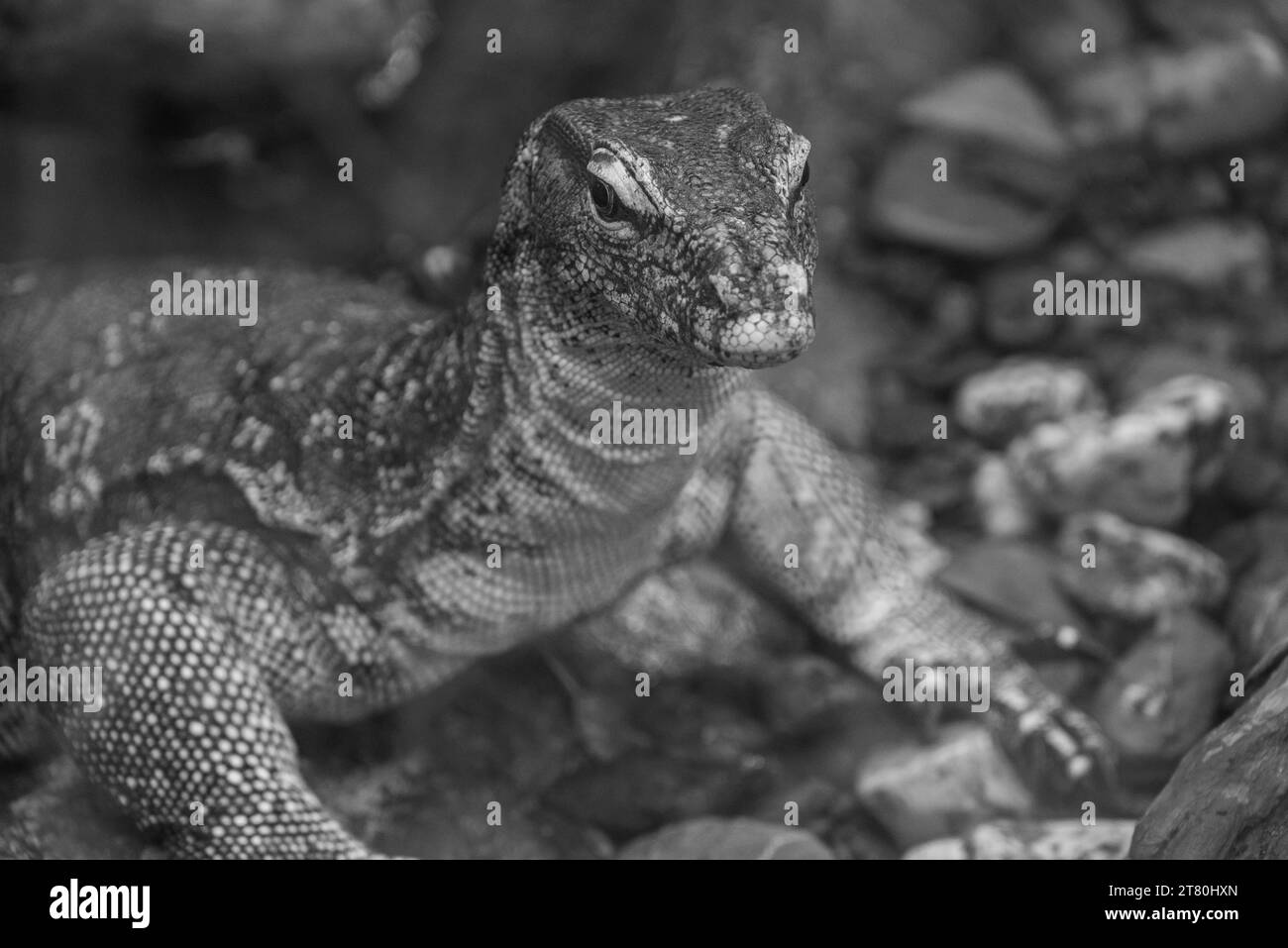 lizards and snakes in germany Stock Photo - Alamy