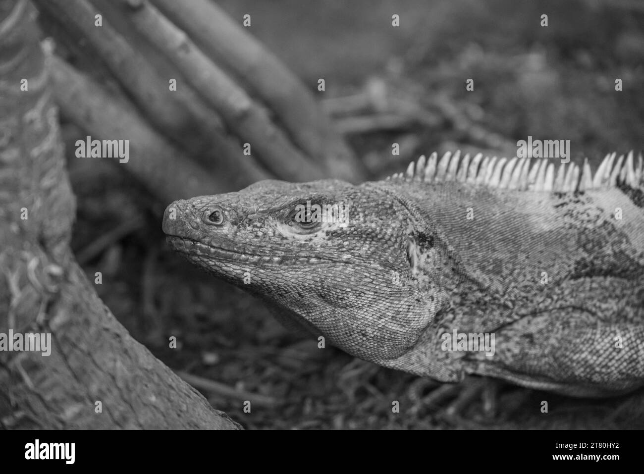 lizards and snakes in germany Stock Photo - Alamy