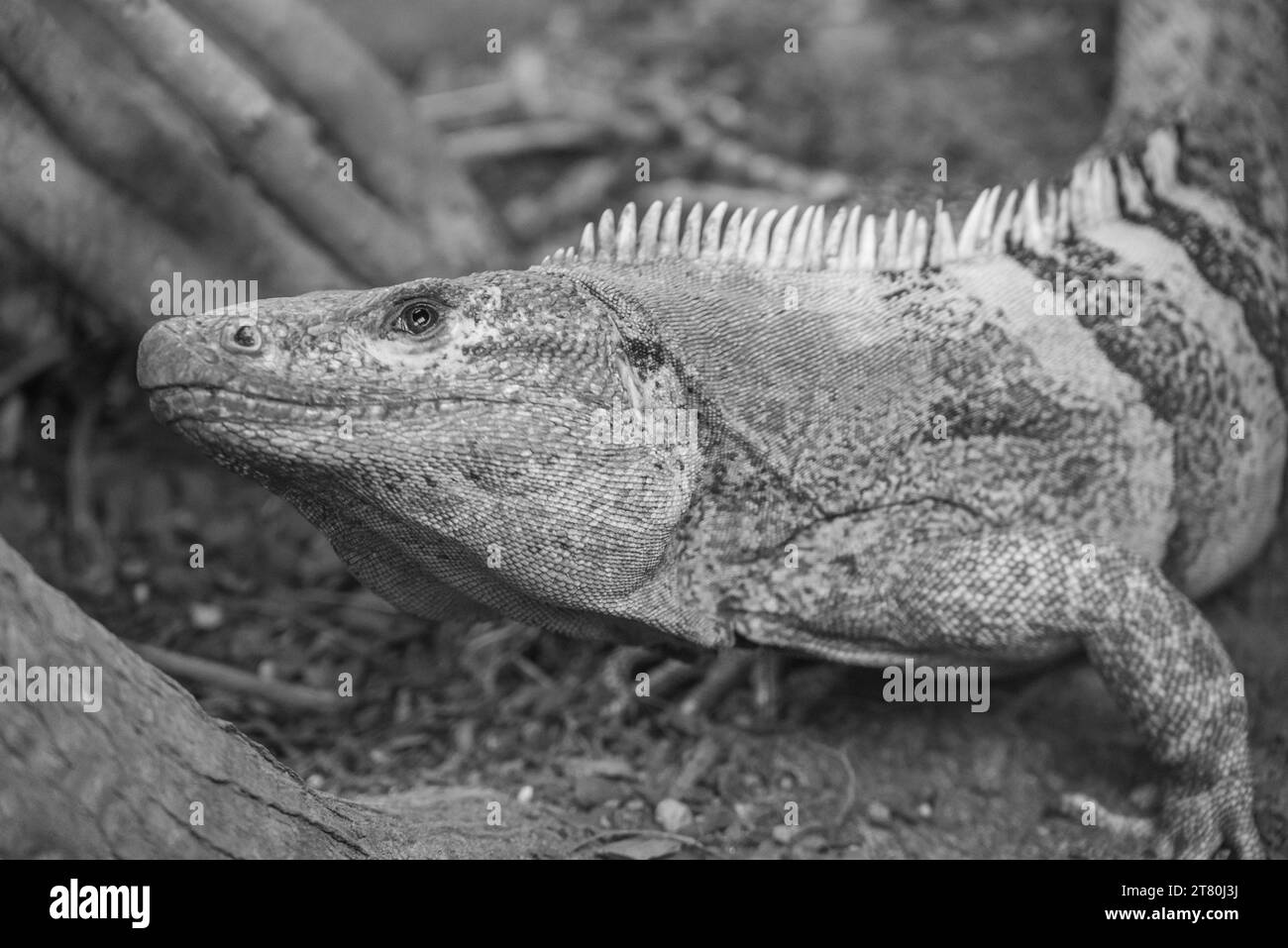 lizards and snakes in germany Stock Photo - Alamy