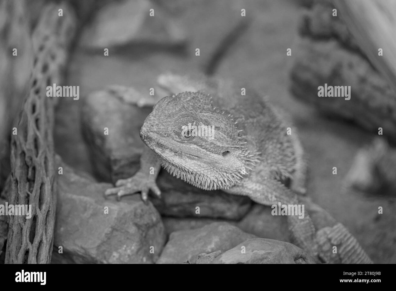 lizards and snakes in germany Stock Photo - Alamy